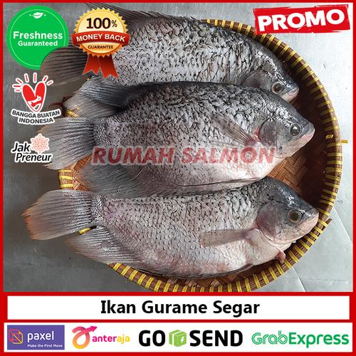 Jual Ikan Gurame Fresh 1kg Ikan Air Tawar Segar Bersih Sisik Ingsang ...