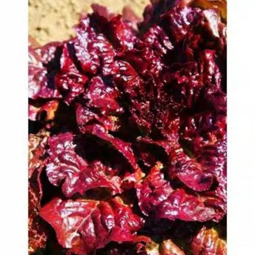 Jual - BENIH SELADA MERAH MIA/ SELADA UNGU/ SELADA MIA RED -TERLARIS ...