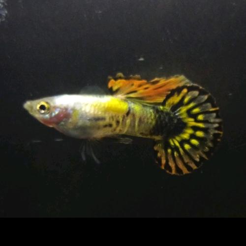 Jual ikan guppy medusa roundtail /Aquascape - Betina - Kota Bandung ...