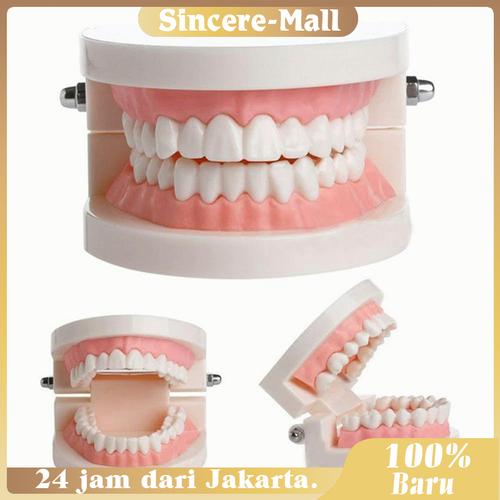 Jual Peraga Gigi Phantom Gigi Patung Gigi Anak Model Gigi Edukasi - 1 ...