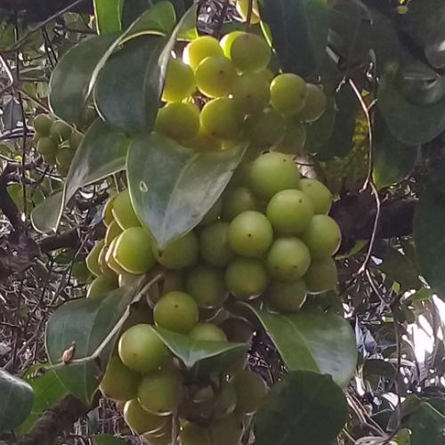 Jual buah canar/anggur hutan segar 1 kg - Kab. Bogor - earlytaaquaplant ...