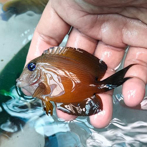 Jual ikan hias botana coklat ikan hias aquarium laut - Jakarta Selatan ...