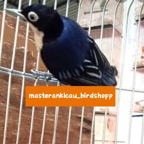 Jual burung rambatan Doraemon bahan prospek mewah - Jakarta Timur ...
