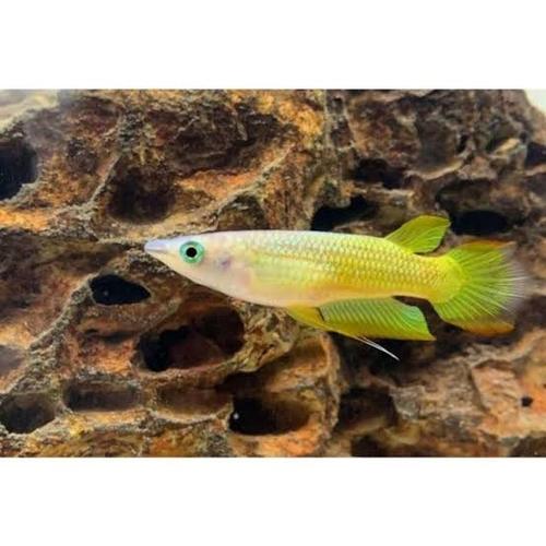 Jual killifish yellow panchax aquascape - Jakarta Barat - SINAR MUTIARA ...