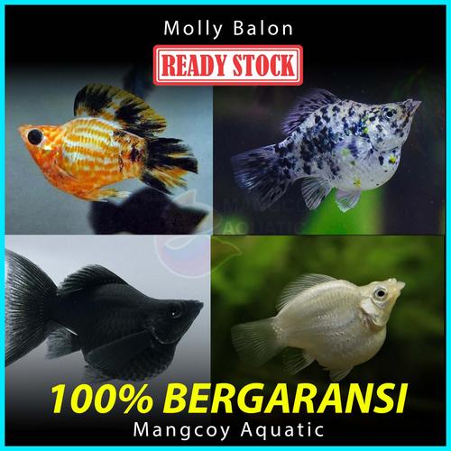 Jual Ikan Molly Balon / Platy Balon / Moly Balon - Ikan Hias Aquascape ...