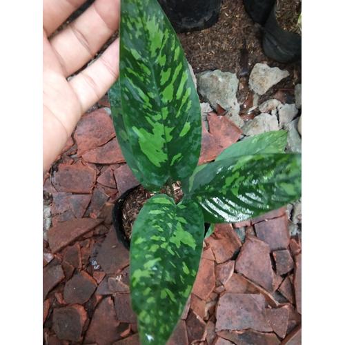 Jual Homalomena Variegata Army / Homalomena Army - Kota Depok - Master ...