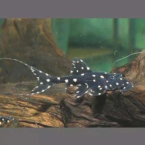 Jual pleco L155 Acanthicus adonis polkadot lyretail - Jakarta Pusat ...