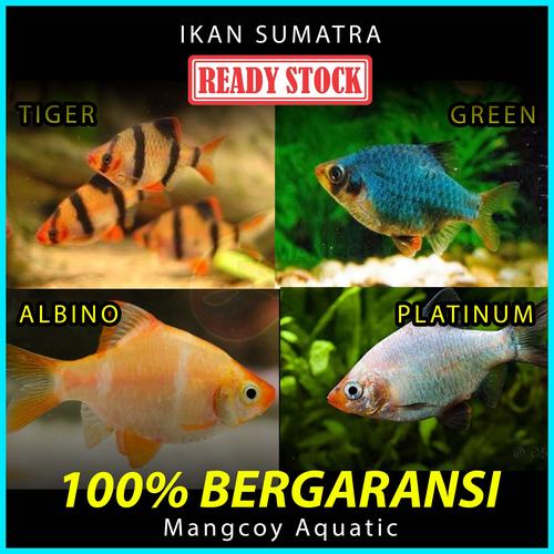 Jual Sumatra Tiger Barb - Ikan Hias Aquascape Air Tawar Aquarium ...