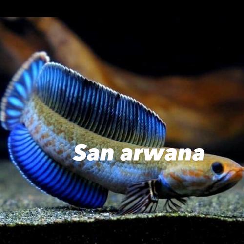 Jual Chana blue andrao gondrong super blue - Jakarta Timur - san arwana ...