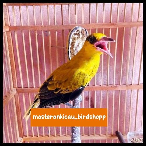 Jual burung kepodang Jawa jantan gacor dorr mewah - Jakarta Timur ...