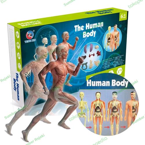 Jual Model Anatomi 3D Human Body Torso Model Educational Assembly ...