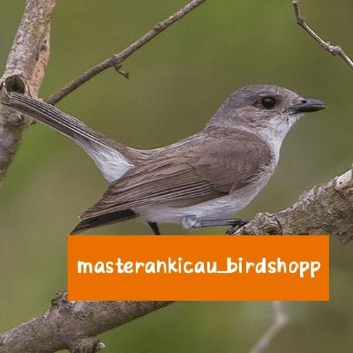 Jual burung kancilan bakau sikatan Londo lokal super pilihan - Jakarta ...