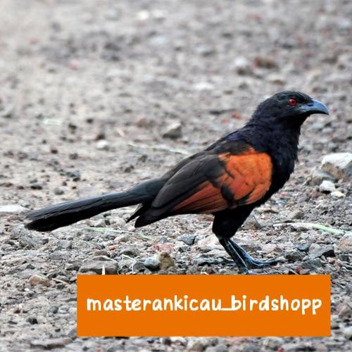 Jual burung but but unik langka suara khas aviary sultan - Jakarta ...