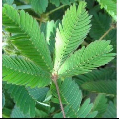 Jual DAUN PUTRI MALU SEGAR PUTRIMALU - Jakarta Barat - Kemanggisan ...