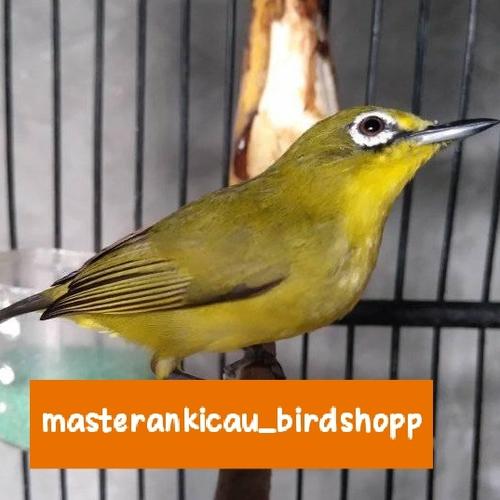 Jual burung dakun Garut bahan prospek super - Jakarta Timur ...
