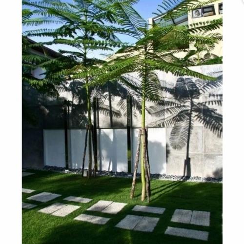 Jual pohon parahiba solobium pakis brazil tinggi 3 meter - ukuran 3 ...