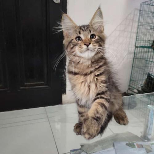 Jual kucing mainecoon jantan 3 bulan pure nonped parent ped - Kota ...