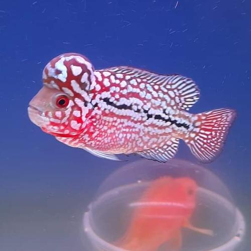 Jual Burayak Ikan louhan Kamfa F2 Blood line V8 - Kab. Indramayu - FARM ...