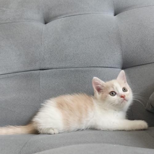 Jual BSH british shorthair bicolor cream nonped - Jakarta Barat ...