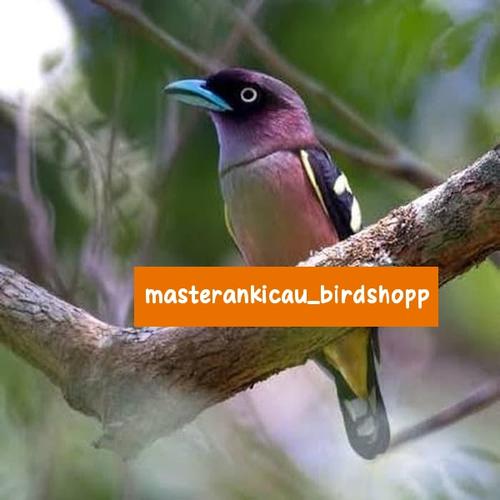 Jual burung Sempur hujan aviary sultan mewah - Jakarta Timur ...