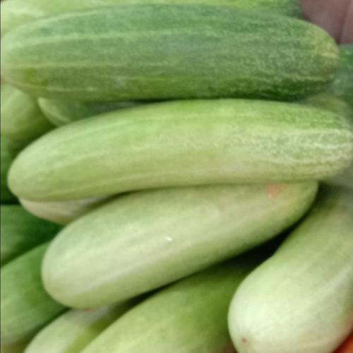 Jual Timun Sayuran Segar Fresh 1 Kg - 1/2 kg - Kota Tangerang Selatan ...