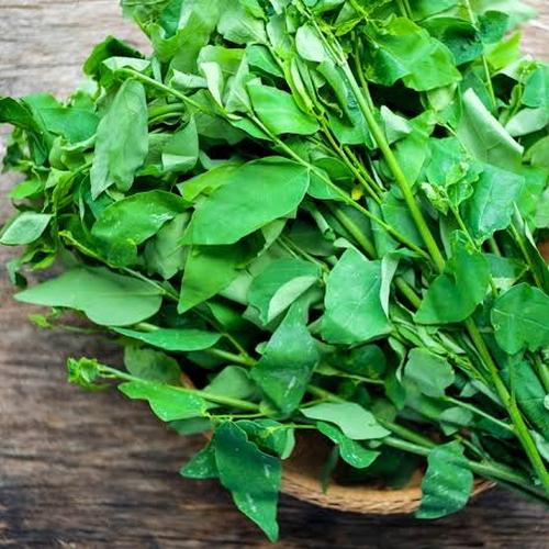 Jual Daun Katuk Segar 1 ikat - Jakarta Selatan - IKAN SEGAR SRIRIZKI ...