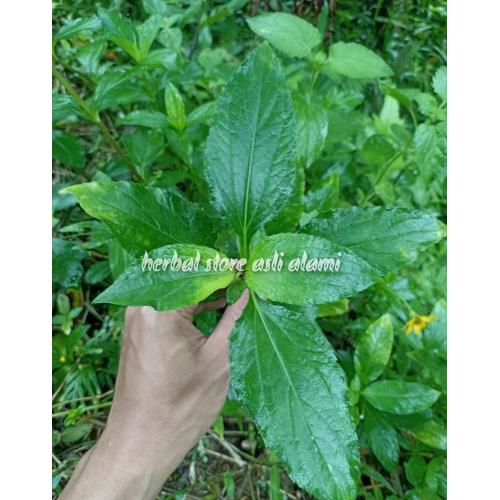 Jual daun legetan/daun jotang segar solusi pakan kelinci 1 kg - Kab ...