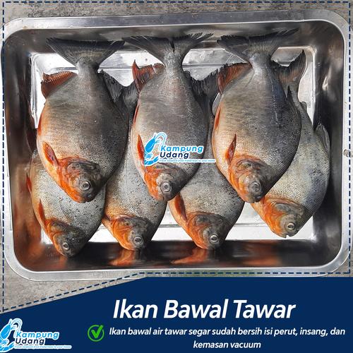 Jual Ikan Bawal Merah Segar - Ikan Tawar Segar - Bawal Tawar Fresh ...