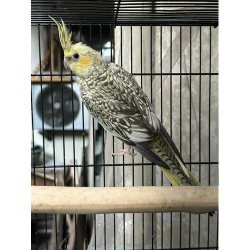 Jual Falk / Parkit Australia Pearl Pastel Face (PF) Betina Janda Produk ...