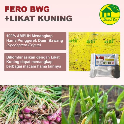 Jual FERO BWG+PERANGKAP Feromon Pengendali Hama Ulat Daun Bawang - TRAP ...