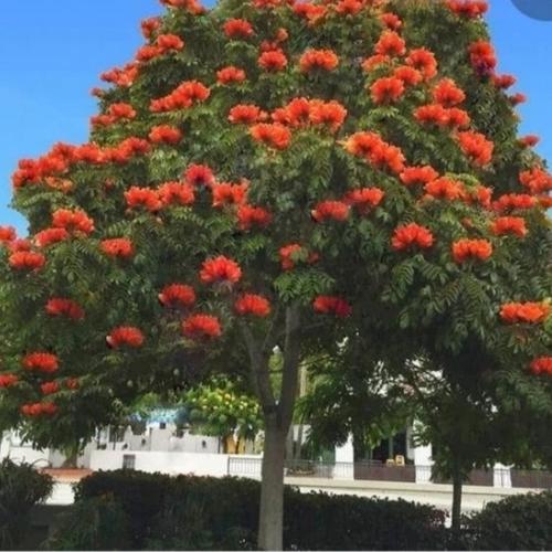 Jual pohon peneduh sepatu Dea 4_5 meter - Kota Depok - Arisflora ...