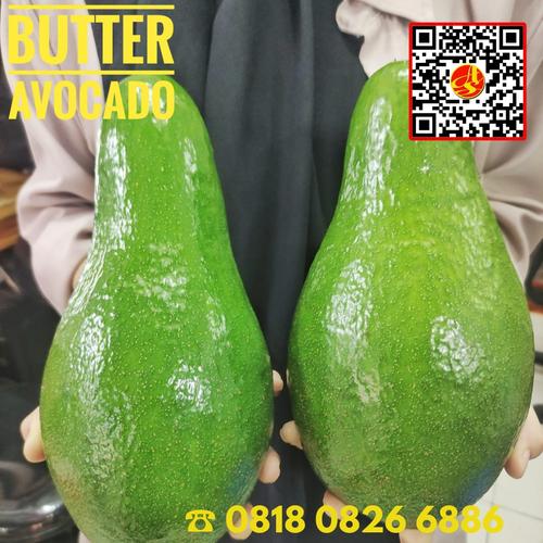 Jual buah alpukat papua raja kuning mentega avocado butter lokal ...