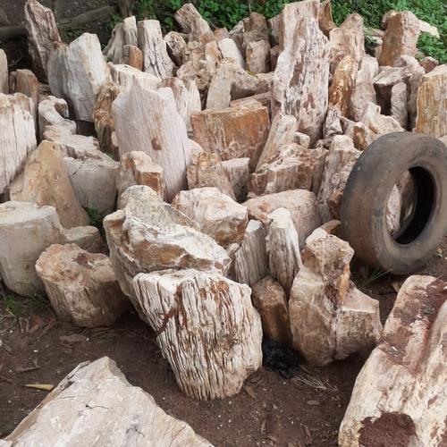 Jual Batu Fosil kayu untuk taman kering berbagai ukuran 50/60/70/80/100 ...