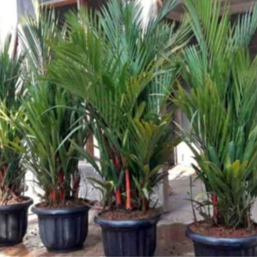 Jual tanaman palem merah 2m | pinang merah - Kab. Bogor - MALA TAMAN ...