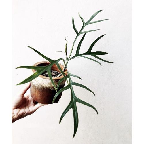 Jual Philodendron Tortum / Philo Tortum - 1 Daun - Kota Depok - Master ...