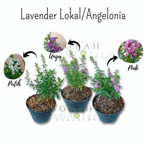 Jual Tanaman Hias Bunga Lavender lokal/Bunga Angelonia Cantik Kondisi ...