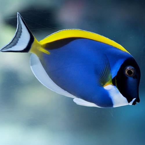 Jual Botana Biru / Powder Blue Tang - Ikan Hias Laut - S - Kota ...