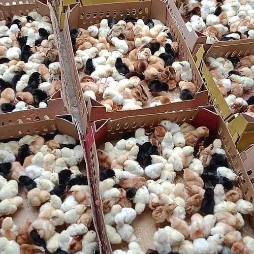 Jual Doc Ayam Kampung Asli & Kub - Jakarta Barat - betta center_NEW ...