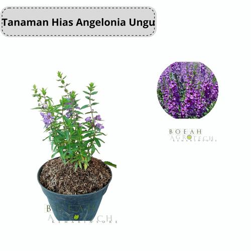 Jual Tanaman Hias Bunga Lavender lokal/Bunga Angelonia Cantik Kondisi ...