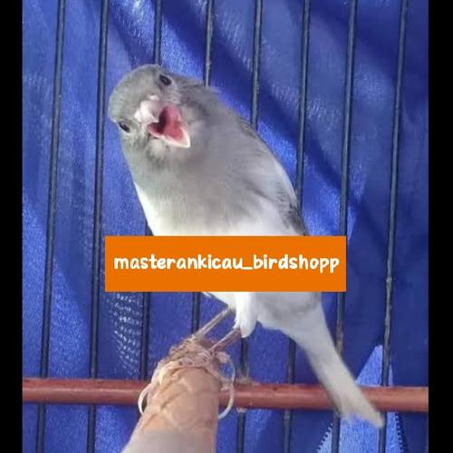 Jual burung kenari panda ORI super gacor ngeroll jahat - Jakarta Timur ...