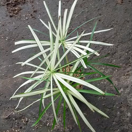 Jual tanaman hias cyperus variegata/dwarf papyrus varigata - Kota Batu ...