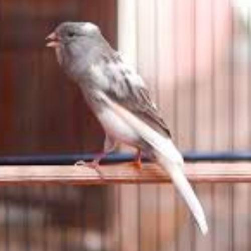 Jual burung kenari panda gacor rajin - Kab. Bogor - shop bogor 67 ...