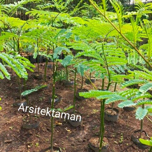 Jual pohon solodium 1 meter / pakis brazil - schizolobium Parahyba ...