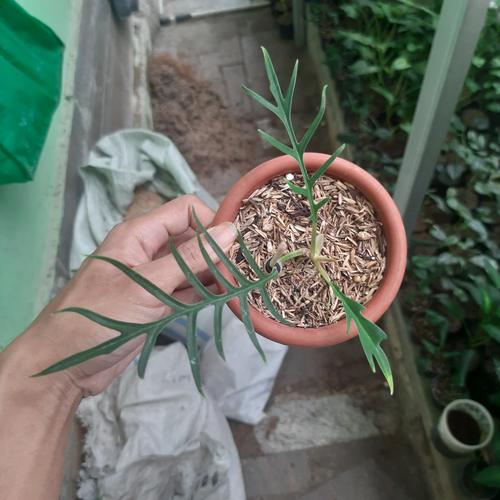 Jual Philodendron Tortum / Philo Tortum / Tortum / Philodendron / Philo ...