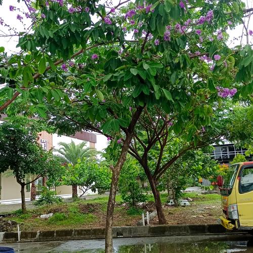 Jual tanaman pelindung- pohon bungur tinggi 3 meter - tanaman hias ungu ...