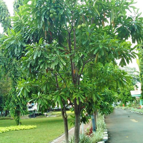 Jual pohon bintaro tinggi 2 meter / pohon pelindung / pohon peneduh ...