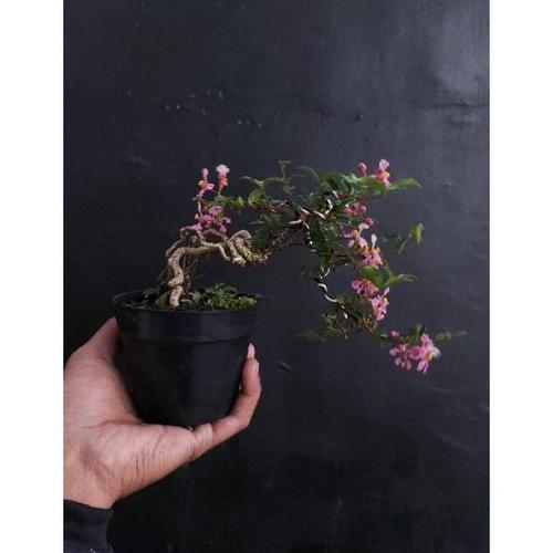 Jual - bonsai sakura micro mini cantik !! - Kab. Lamongan - Bulan ...