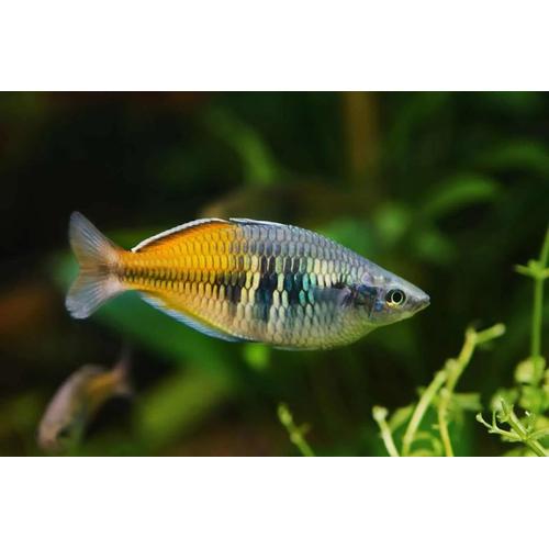 Jual Boesemani Rainbow Fish - Ikan Hias Rainbow Bosmani Size 5-6cm ...