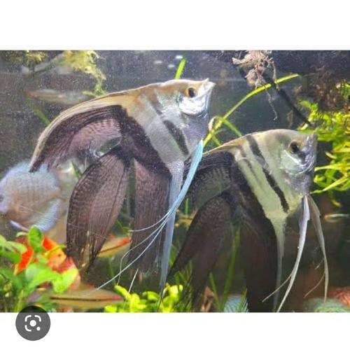 Jual ikan hias manfish slayer veil black white jumbo 3 jari - Kota ...