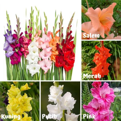 Jual Bibit Tanaman Bunga Gladiol - Kuning - Kota Batu - Tanamanbuahtin ...